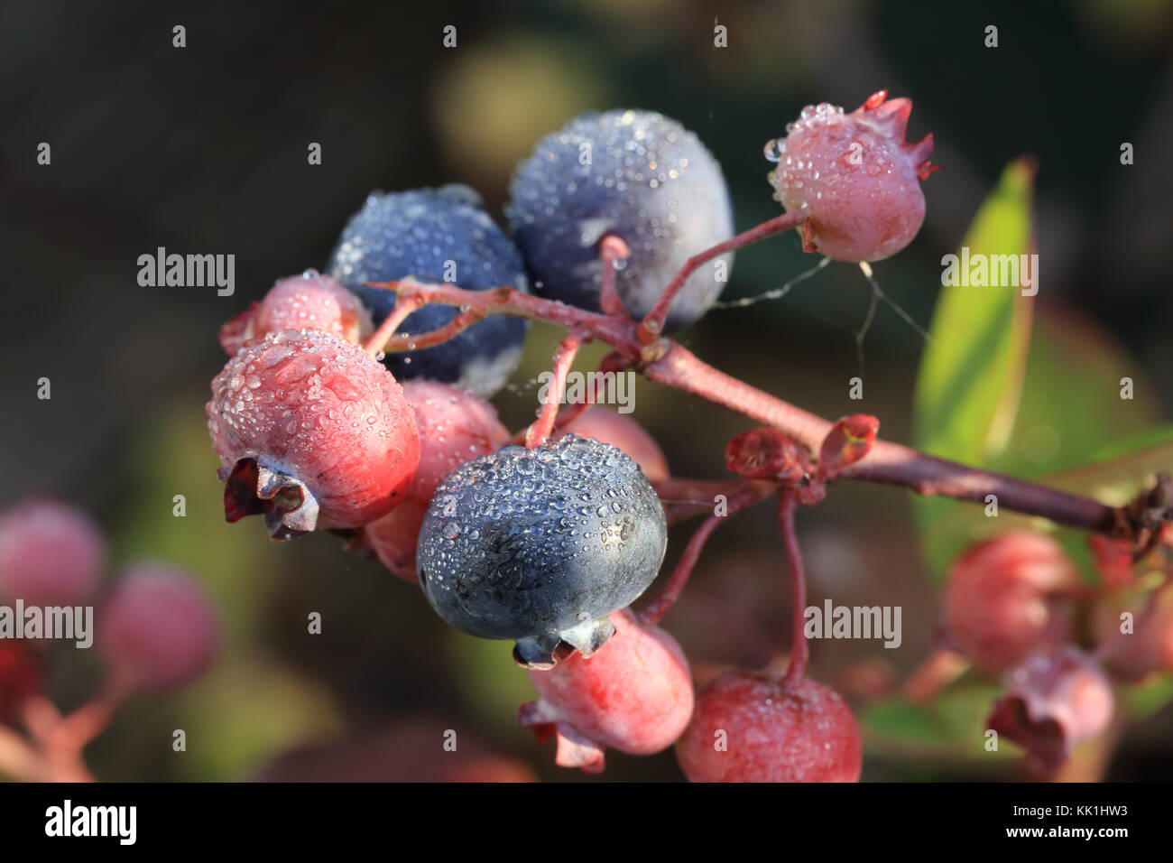 Ripen fruit cluster hi-res stock photography and images - Alamy