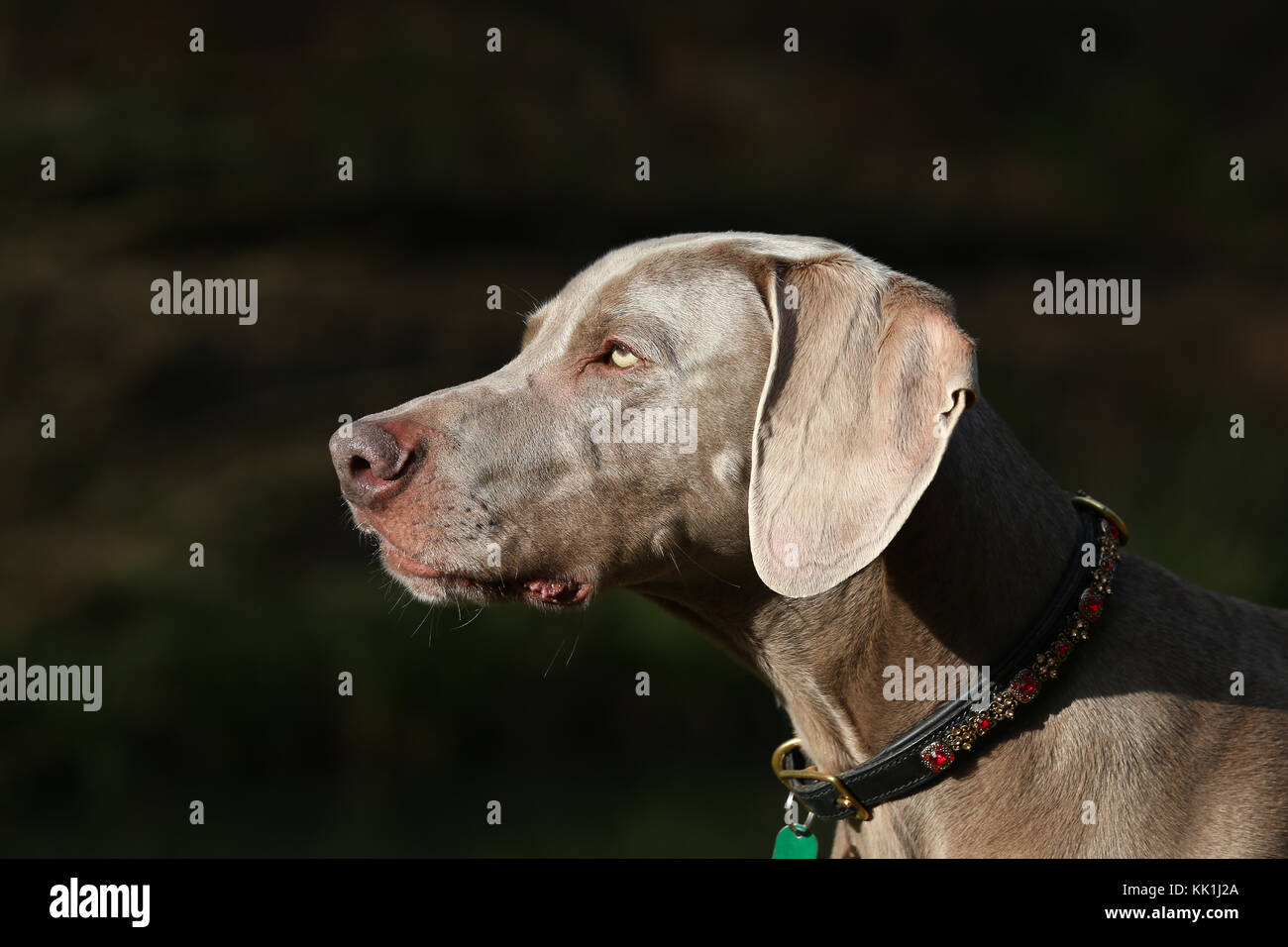 Weimaraner standing hi-res stock photography and images - Alamy