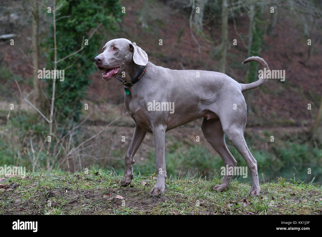 Weimaraner headshot hi-res stock photography and images - Alamy