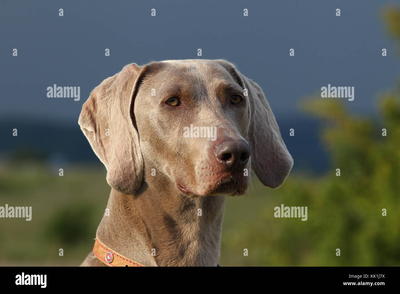 Weimaraner Standing High Resolution Stock Photography and Images - Alamy