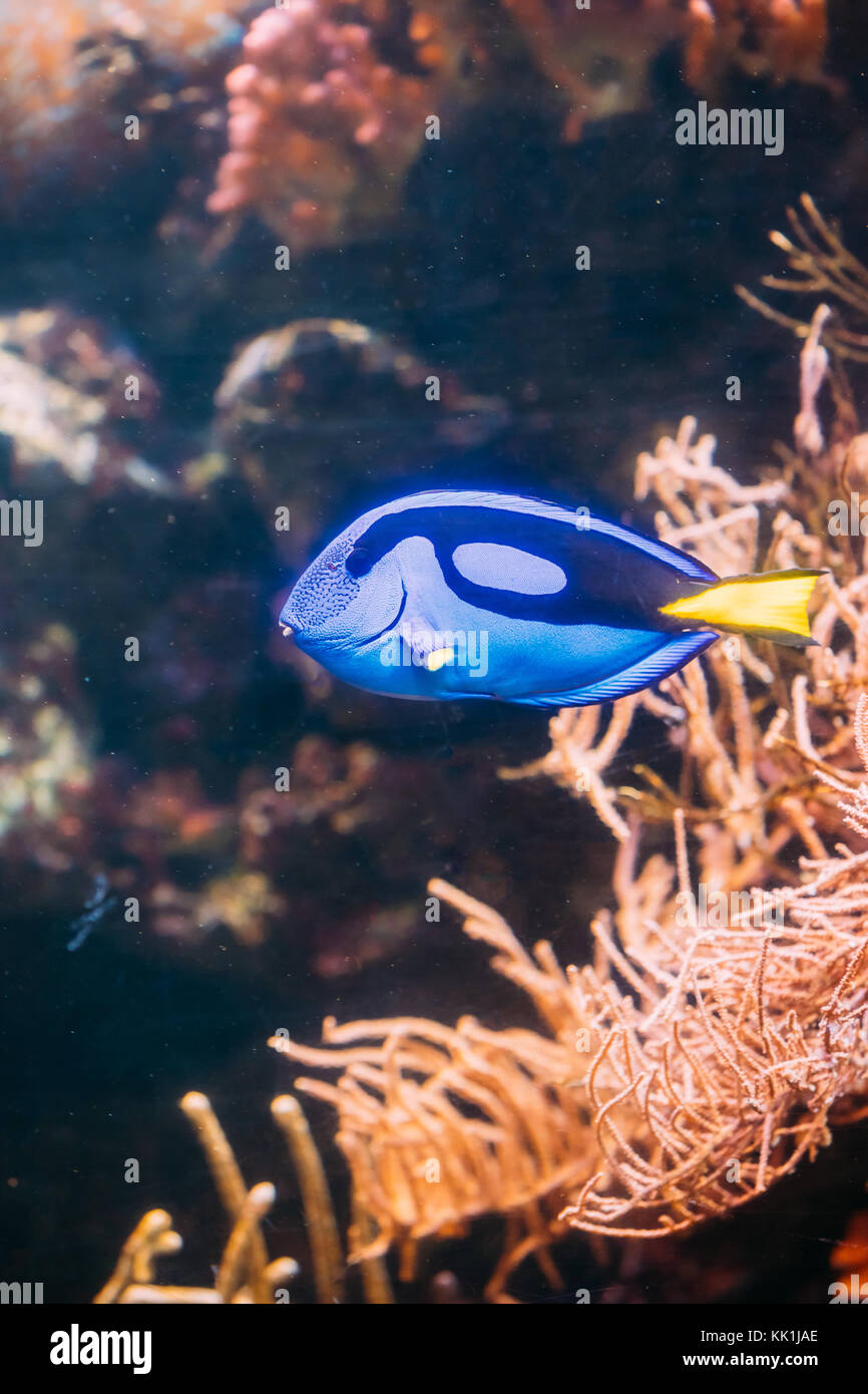 Blue Tang Fish Paracanthurus Hepatus Swimming In Water. Popular Fish In ...