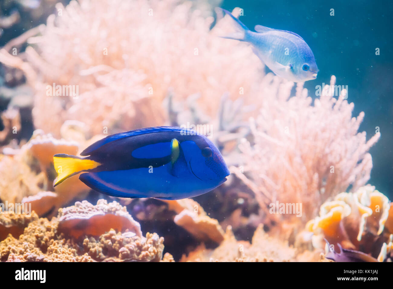 Blue Tang Fish Paracanthurus Hepatus Swimming In Water. Popular Fish In ...