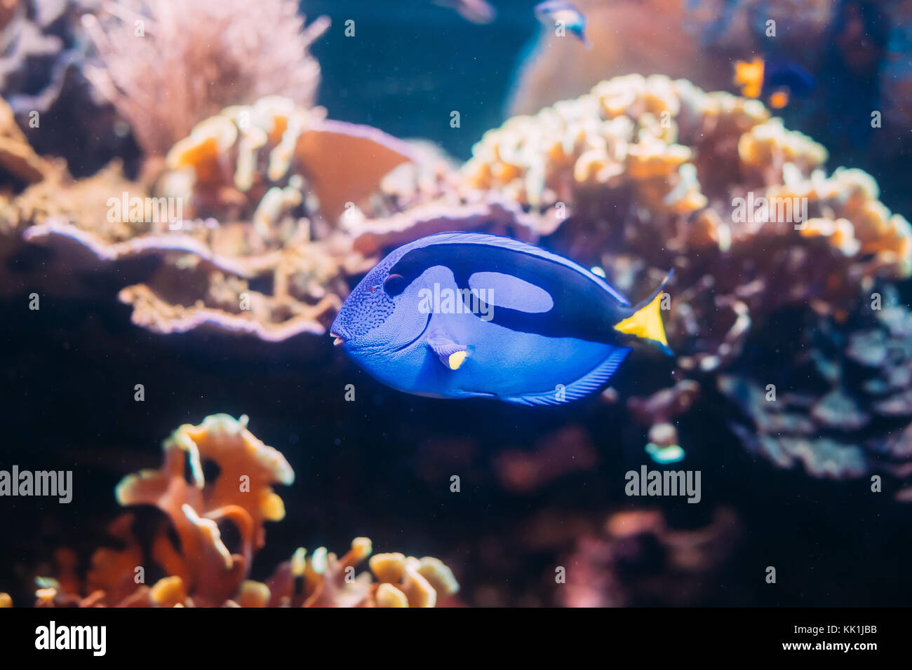 Blue Tang Fish Paracanthurus Hepatus Swimming In Water. Popular Fish In ...