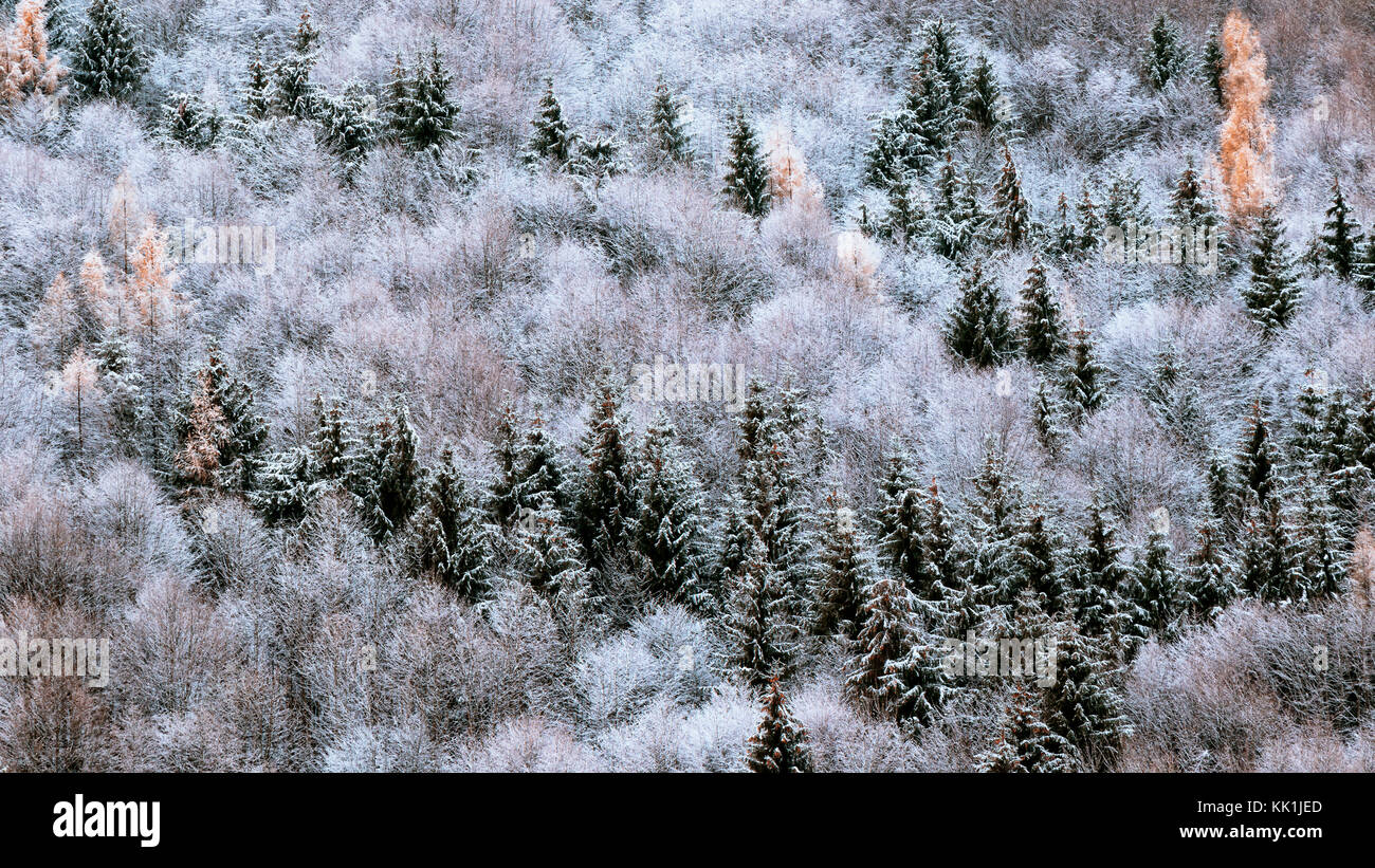color moody image of forest landscape in winter Stock Photo - Alamy