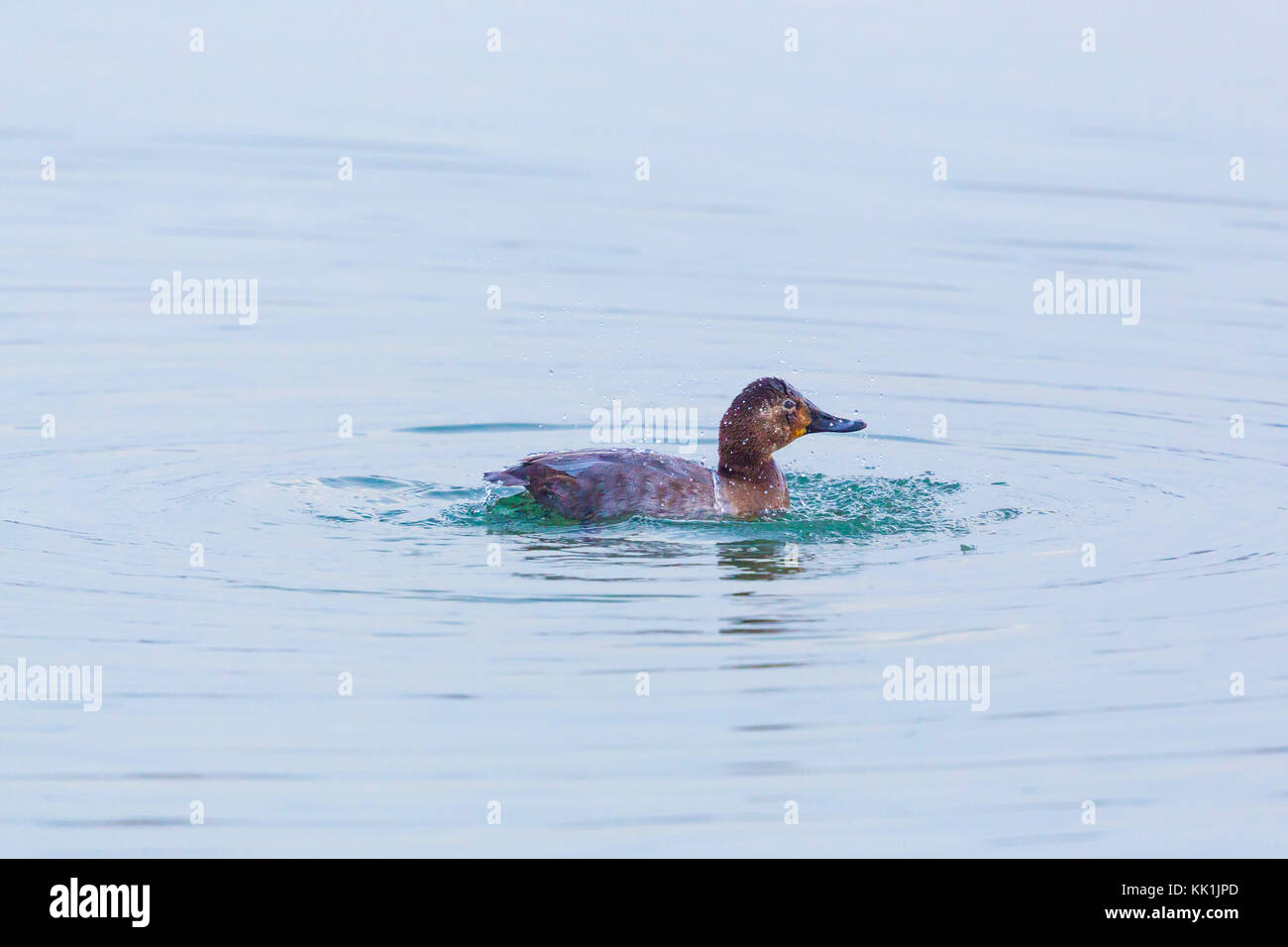 natural eurasian female pochard duck (aythya ferina) grooming in water ...