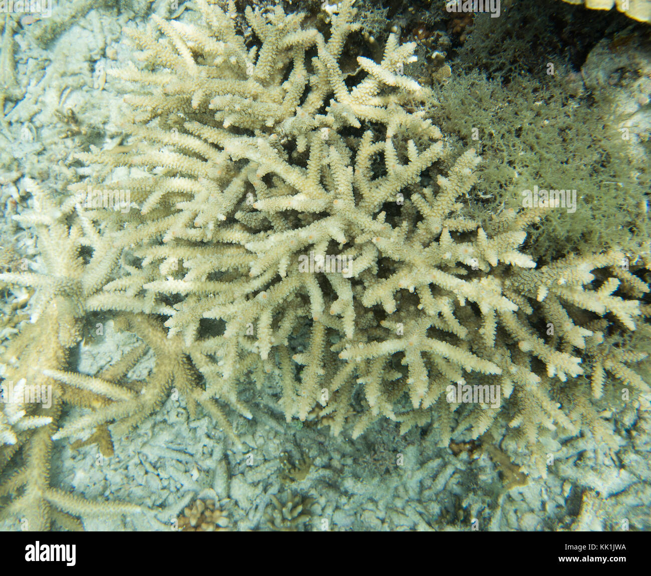 Stag horn coral in the Great Astrolabe Reef in the Pacific Ocean waters ...