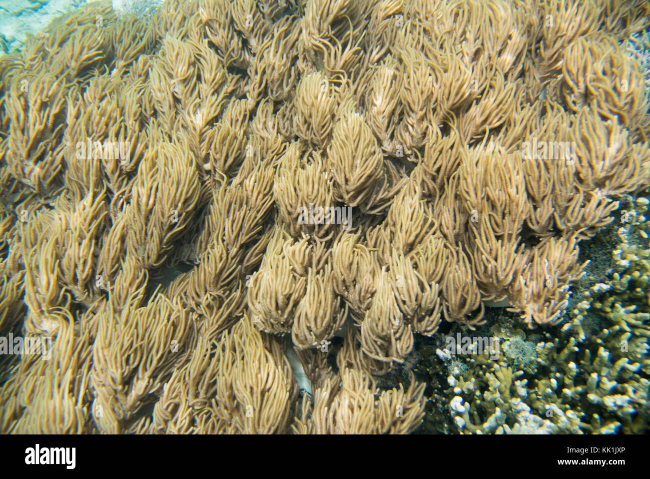 Brown finger leather coral in the Great Astrolabe Reef in the Pacific ...