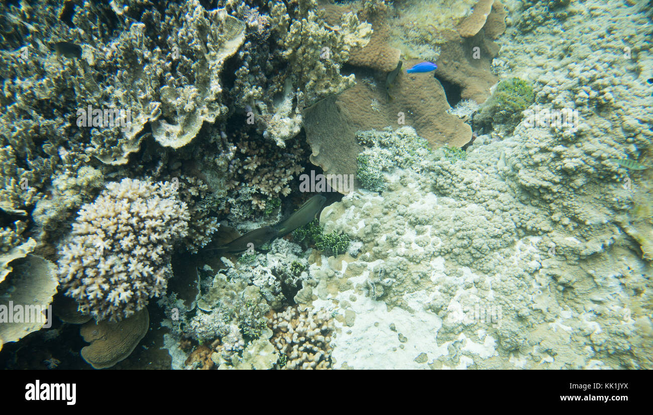 Blue devil damselfish and angelfish with corals in the Great Astrolabe ...