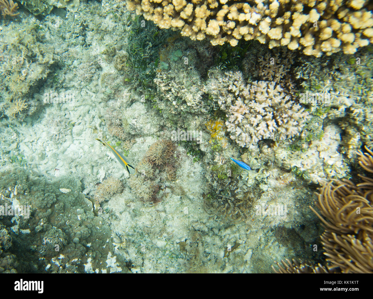 Orange spine unicorn fish and blue devil damselfish in the Great ...