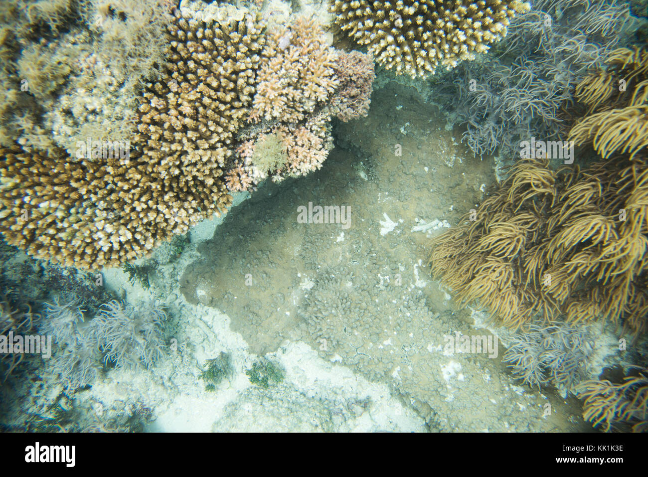 Coral diversity in the Great Astrolabe Reef in the Pacific Ocean waters ...