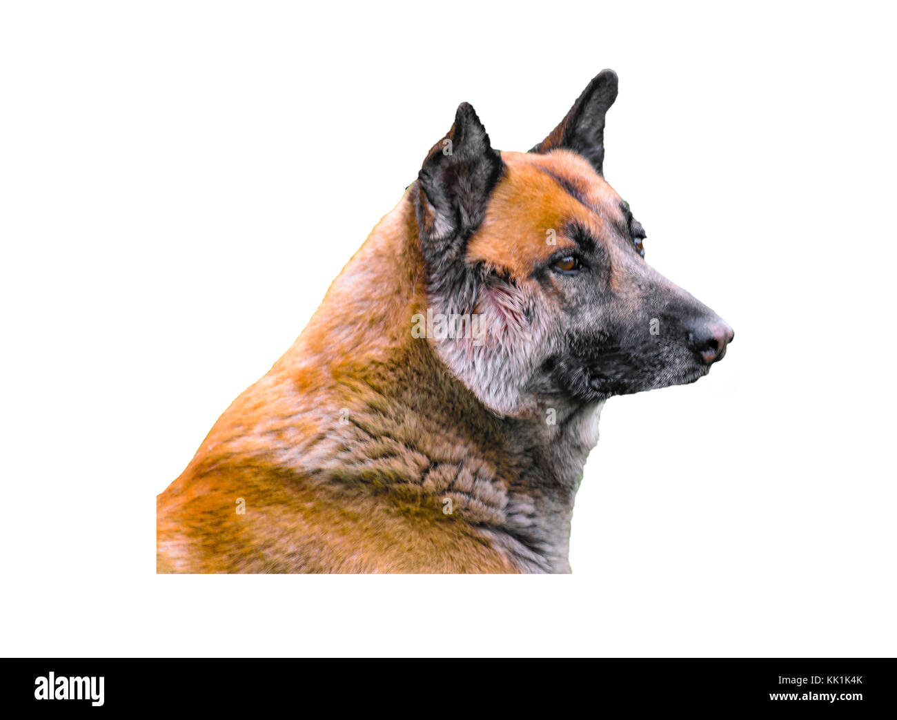 German shepherd dog outdoor Cut Out Stock Images & Pictures - Alamy