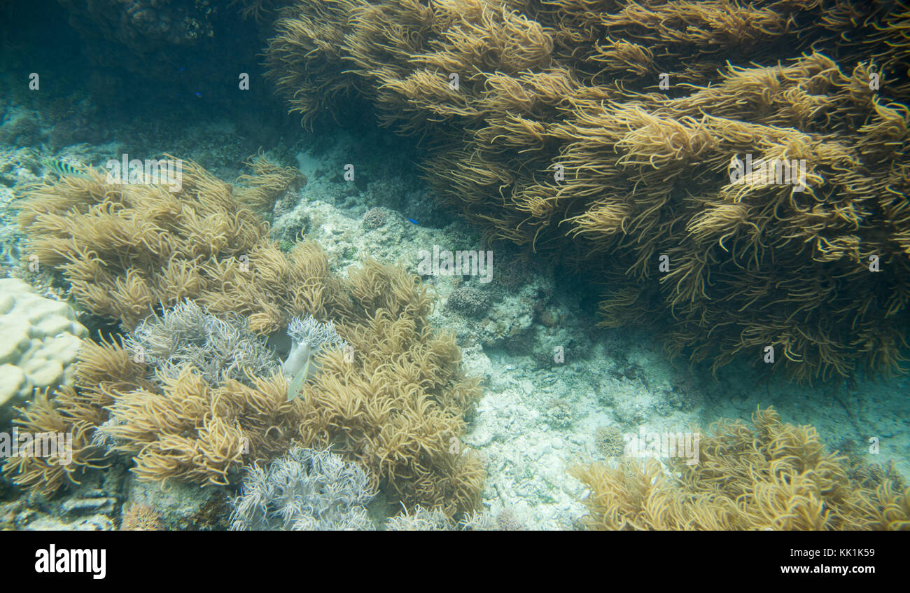 Astrolabe reef fiji hi-res stock photography and images - Alamy