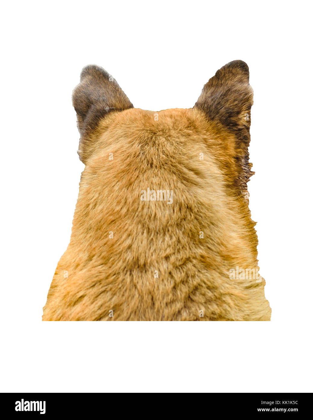 Back view of german shepherd at square Stock Photo - Alamy
