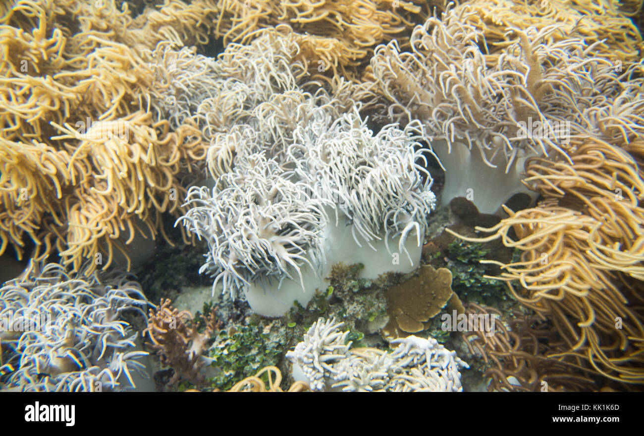 Full frame background of the coral texture in the Great Astrolabe Reef ...