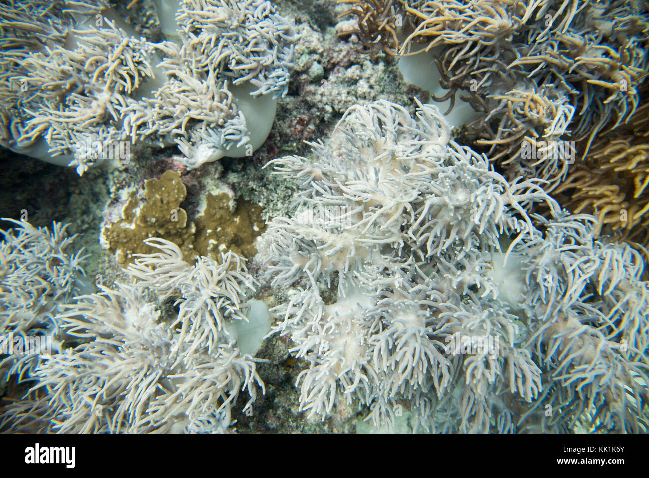 Full frame background of the coral texture in the Great Astrolabe Reef ...