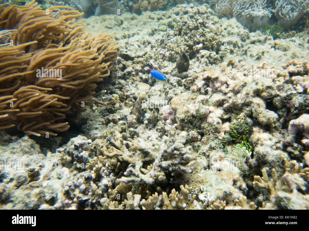 Blue devil damselfish in the Great Astrolabe Reef in the Pacific Ocean ...