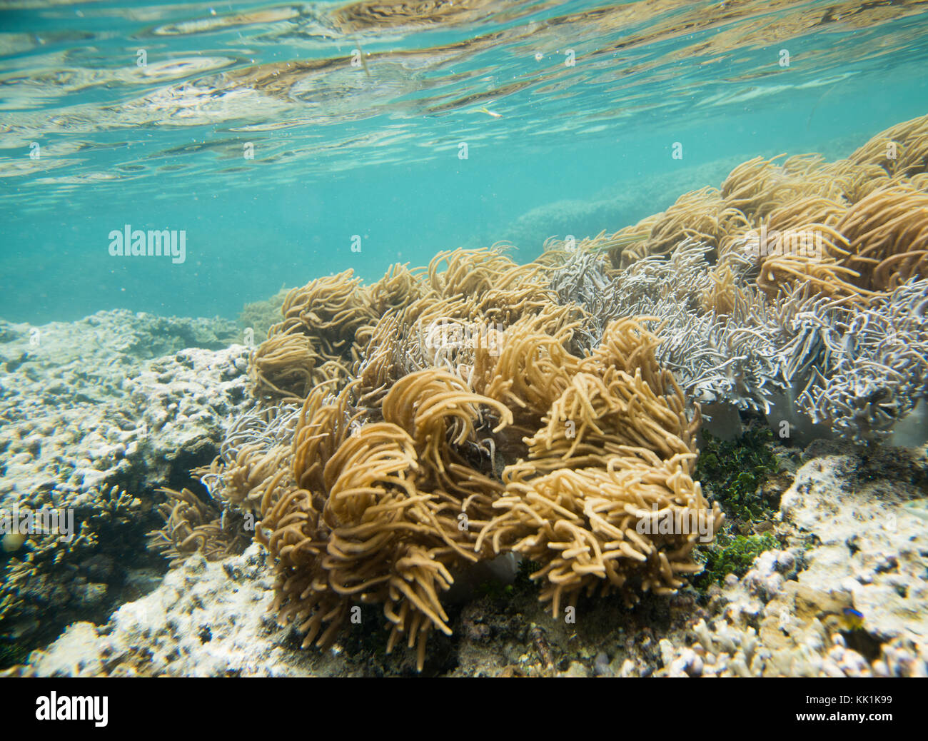 Abundance coral growth in the Great Astrolabe Reef in the Pacific Ocean ...