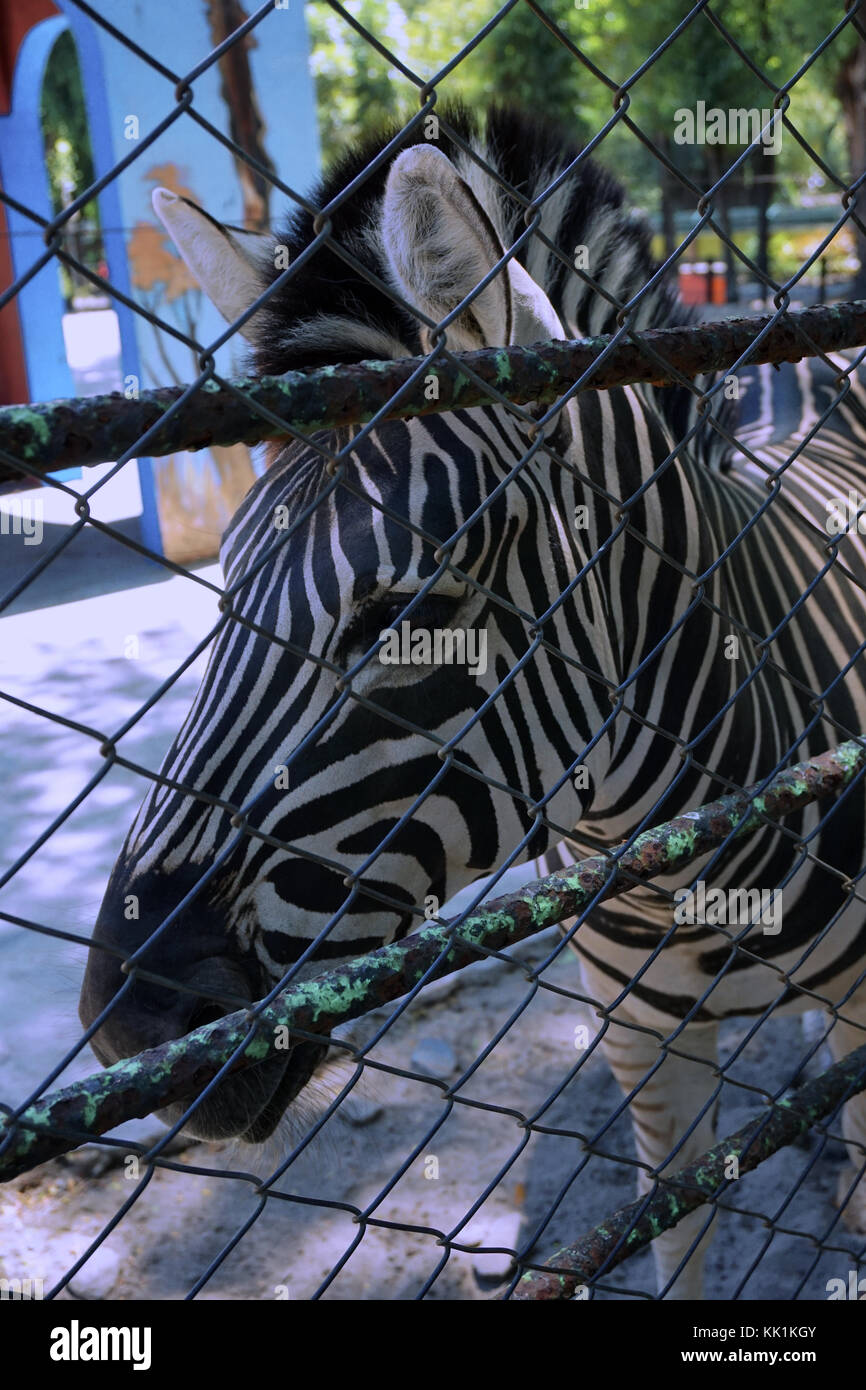 Zebra at zoo Stock Photo - Alamy