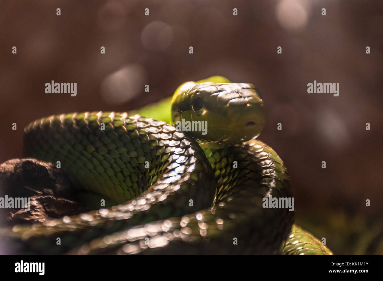 Snake face close up hi-res stock photography and images - Alamy