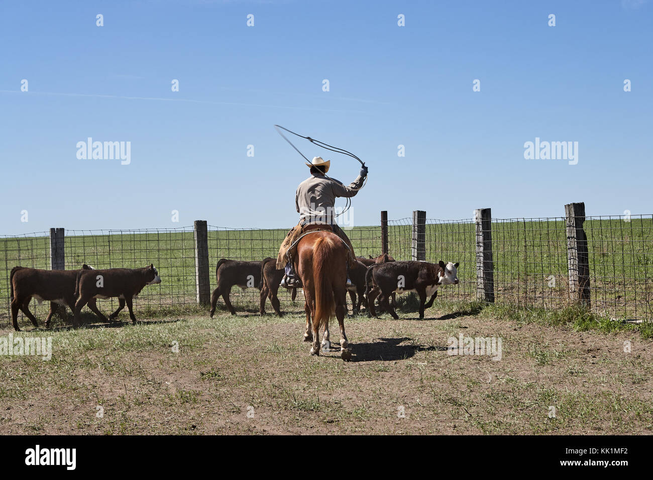 Horseback riding cowboy herding cattle with lasso rope at farm on sunny ...