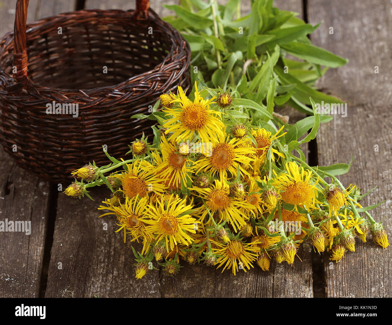 Inula helenium or horse-heal or elfdock yellow flowers with green on ...