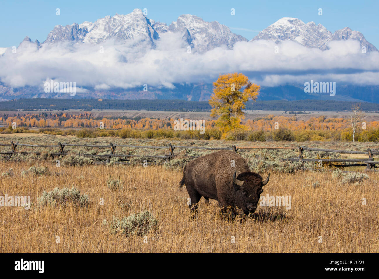 Bison, autumn, Grand Teton National Park, Wyoming Stock Photo - Alamy
