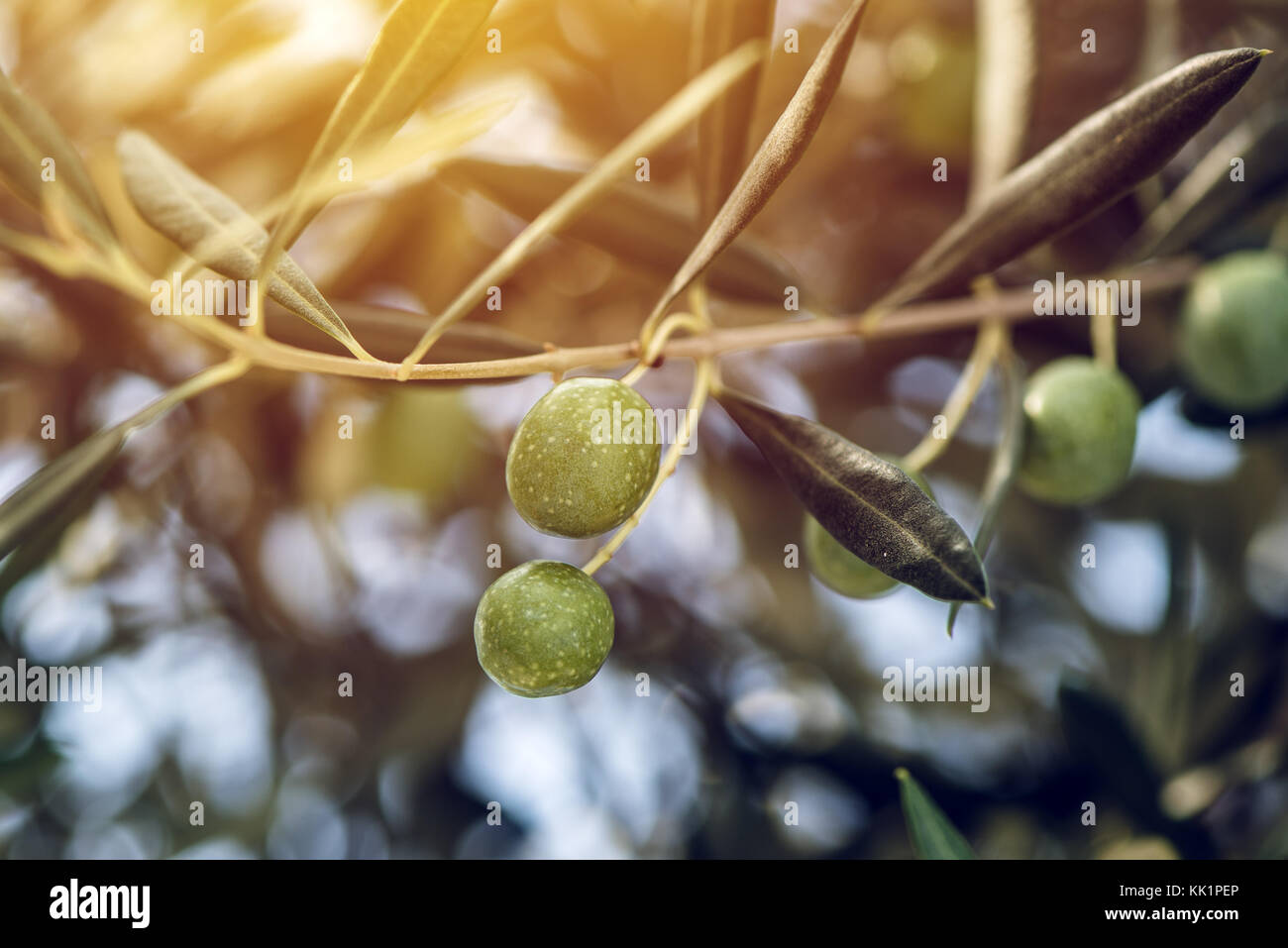 Ripe green olive fruit on branch of the tree cultivated in organic ...