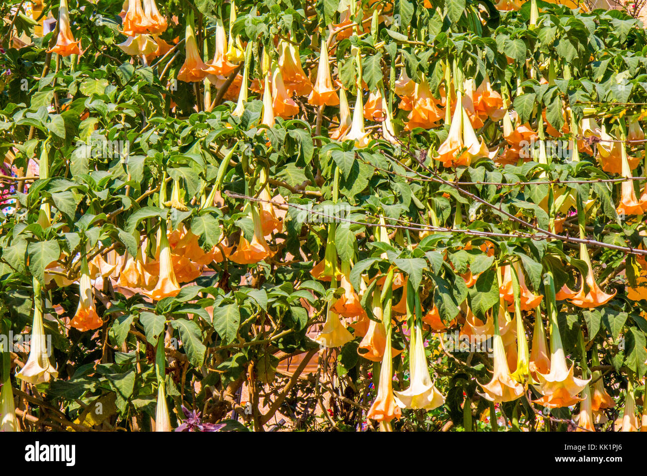 Trumpets hi-res stock photography and images - Alamy