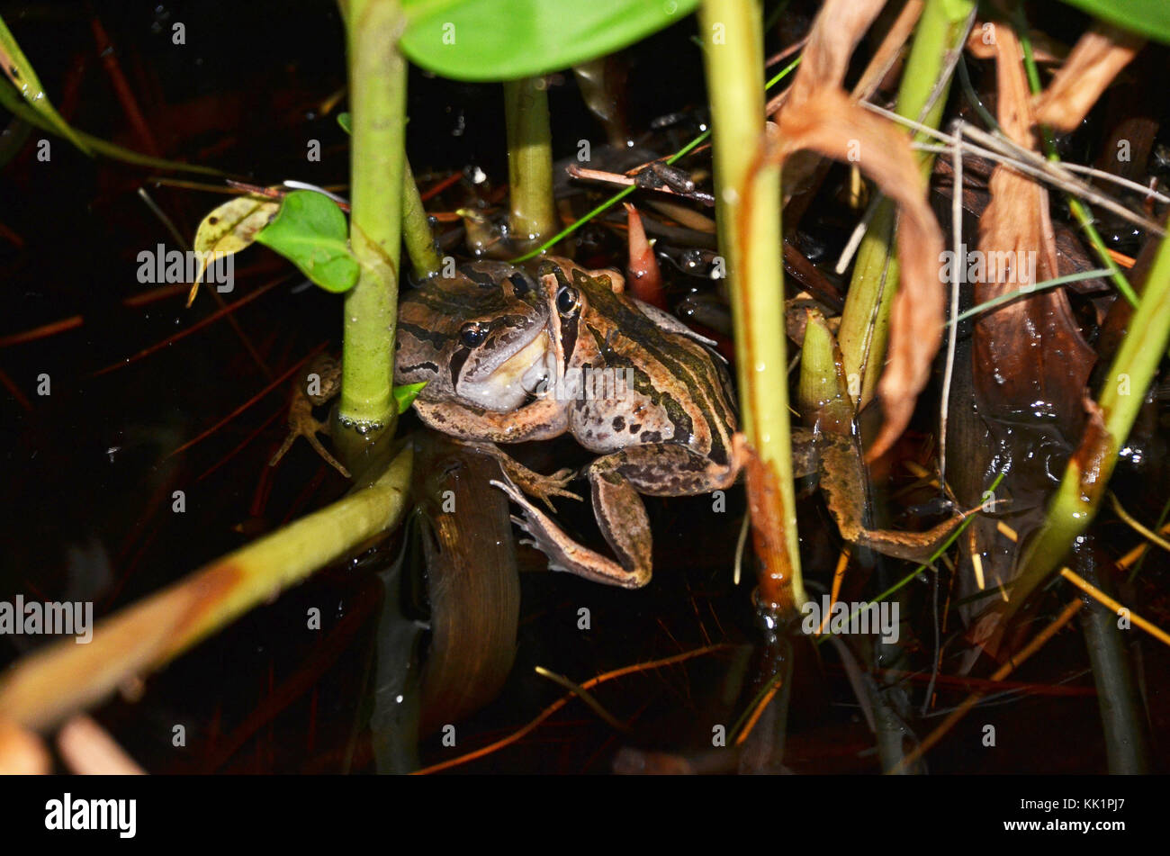 Marsh frogs hi-res stock photography and images - Alamy