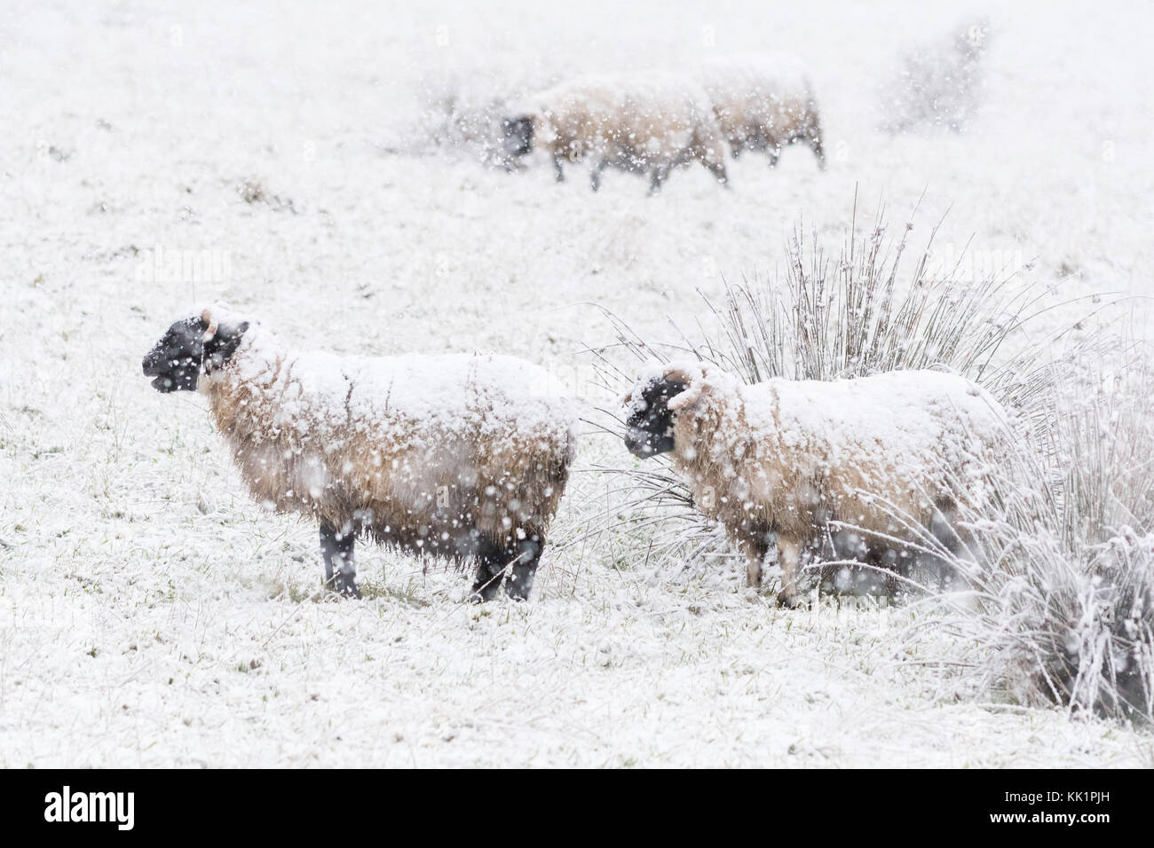 sheep in thick falling snow - Scotland, UK Stock Photo - Alamy