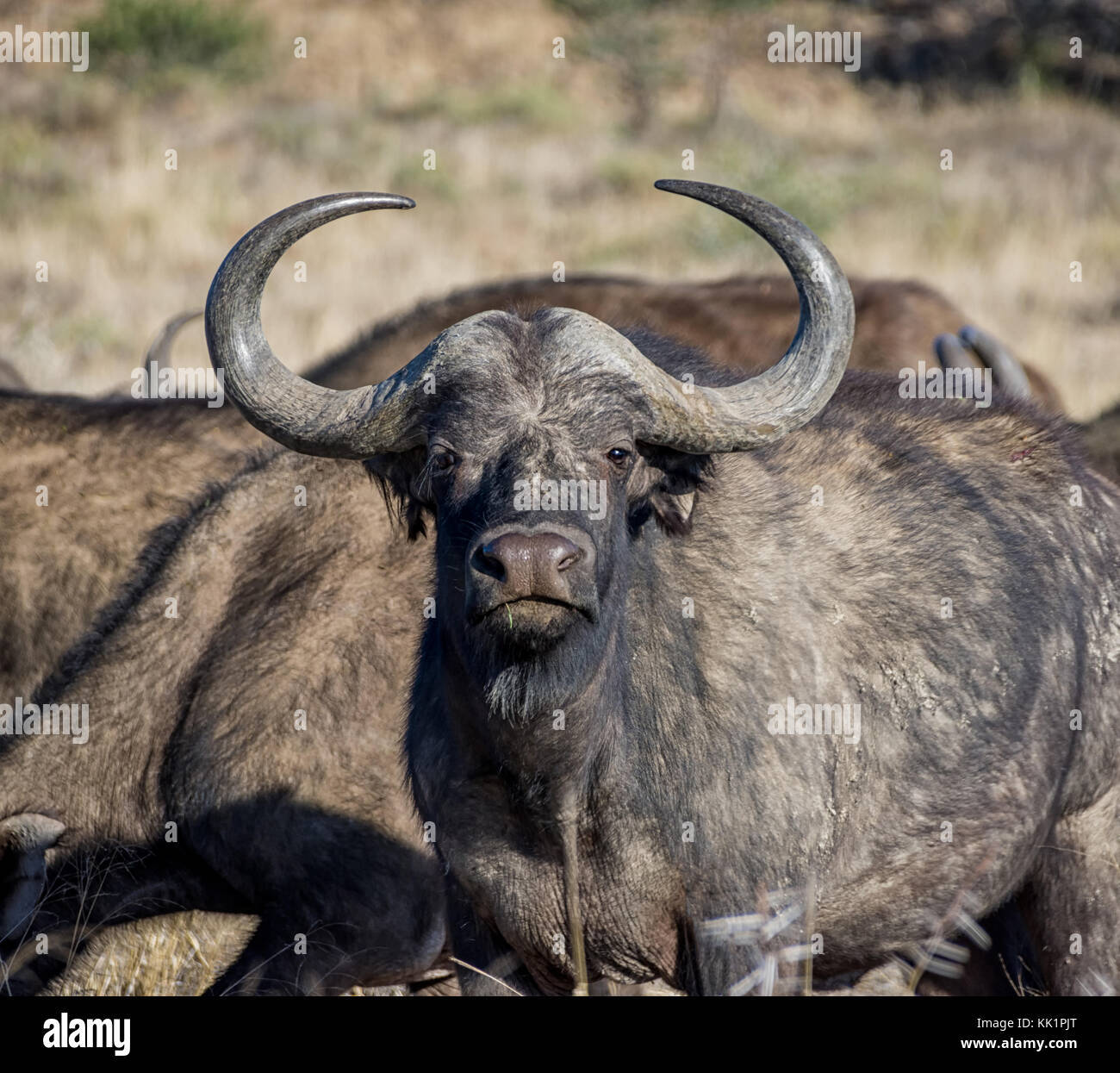 African Buffalo in Southern African savanna Stock Photo - Alamy