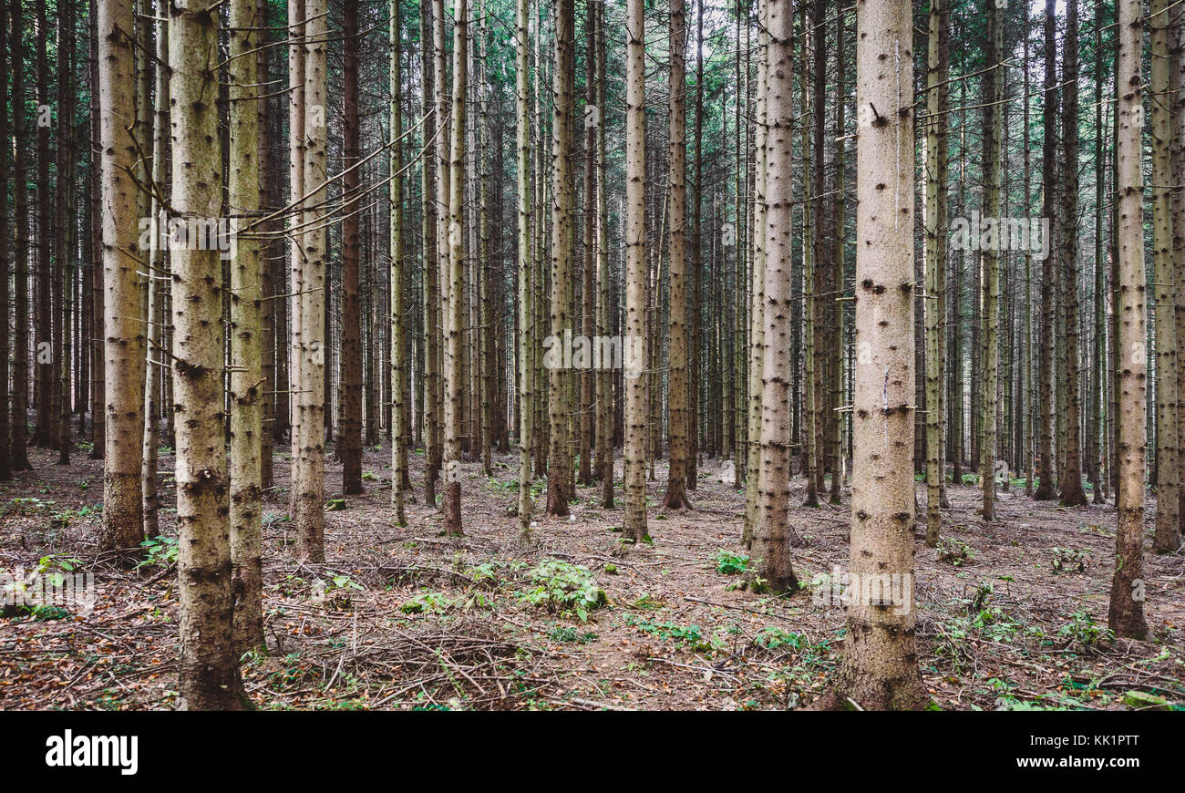 Big pine trees woods or forest in Slovenia. Vertical tree trunks in ...