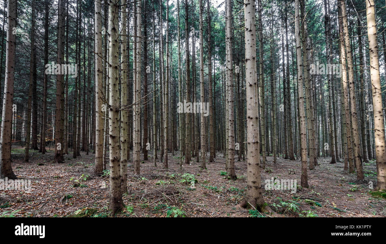 Big pine trees woods or forest in Slovenia. Vertical tree trunks in ...