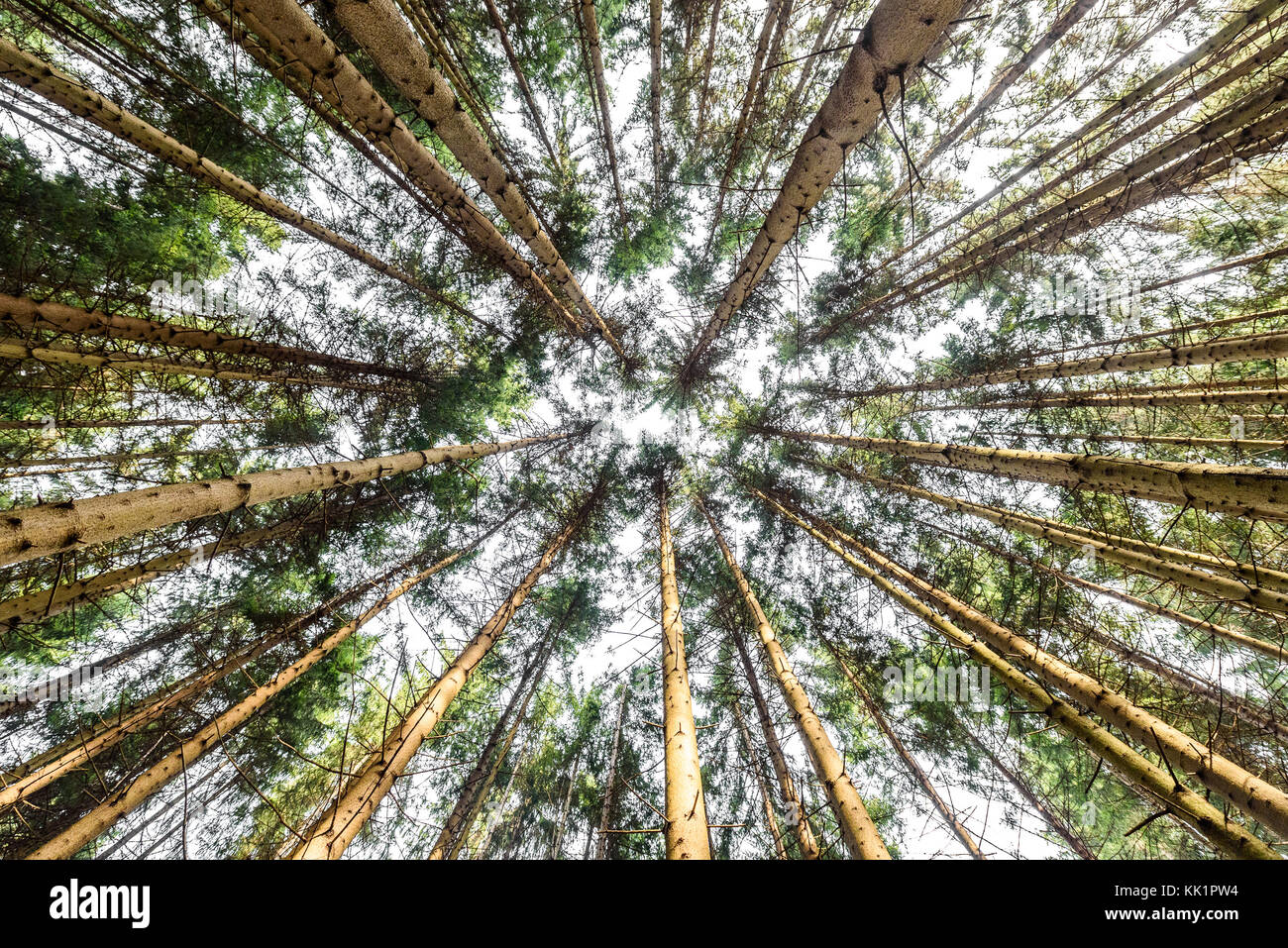 Looking up pine trees crowns branches in woods or forest. Woodlands of ...