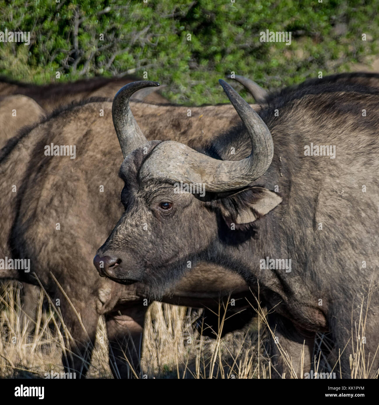African Buffalo in Southern African savanna Stock Photo - Alamy