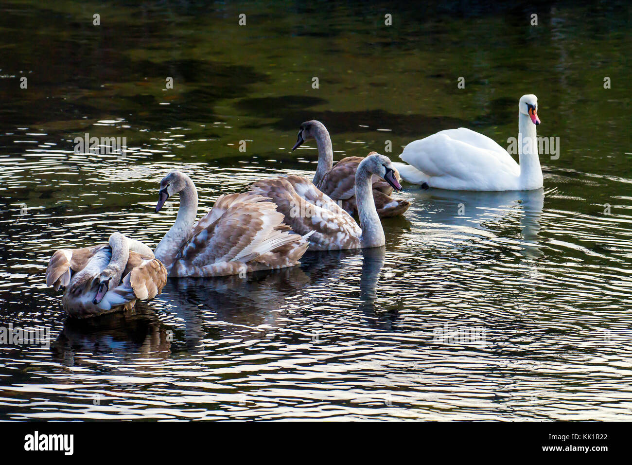 Cygnet swans hi-res stock photography and images - Alamy