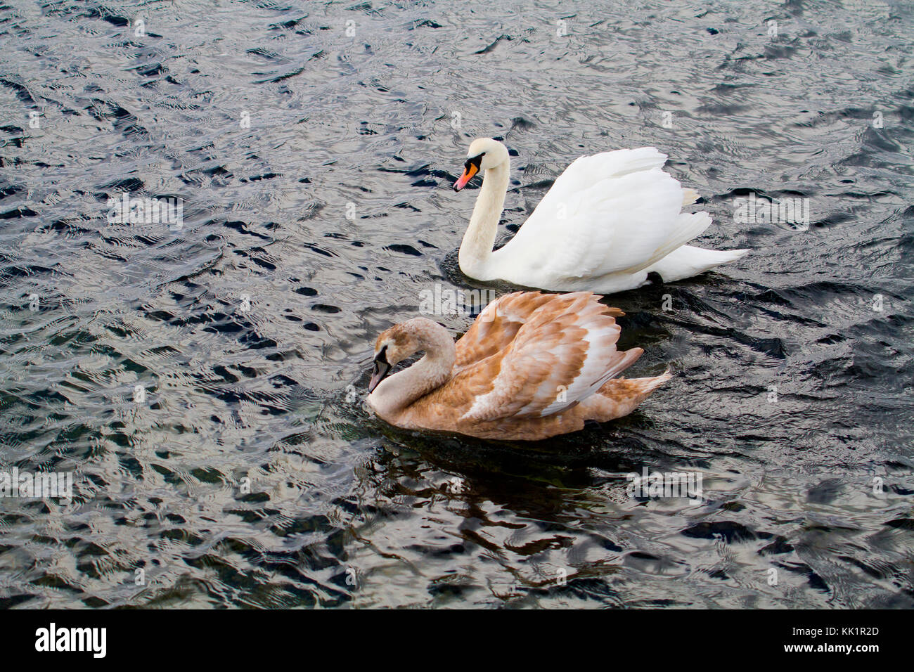 Cygnet swans hi-res stock photography and images - Alamy