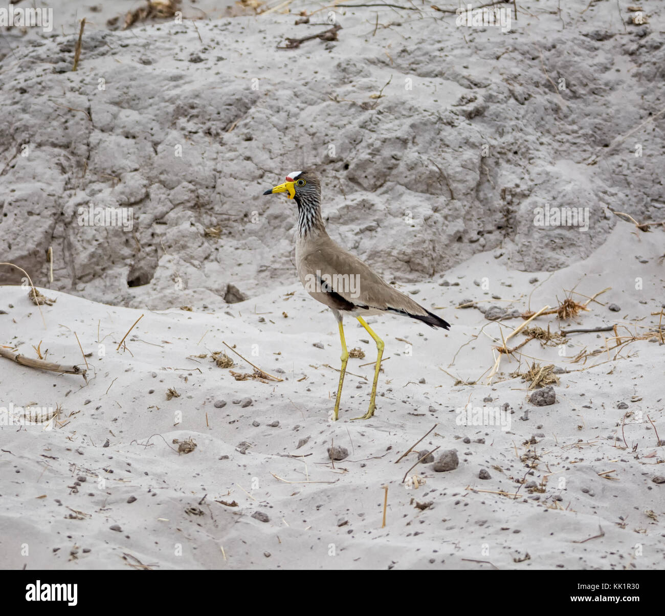An African Wattled lapwing on a riverbank in Namibian savanna Stock ...