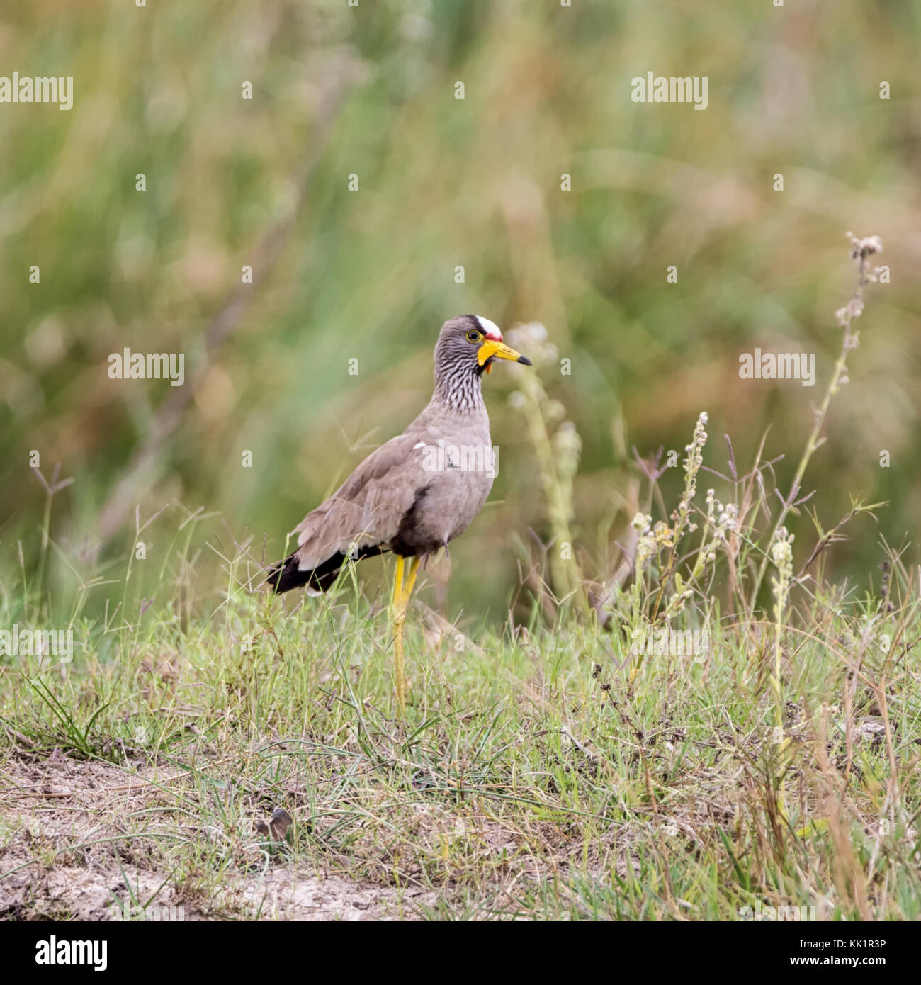 An African Wattled lapwing on a riverbank in Namibian savanna Stock ...