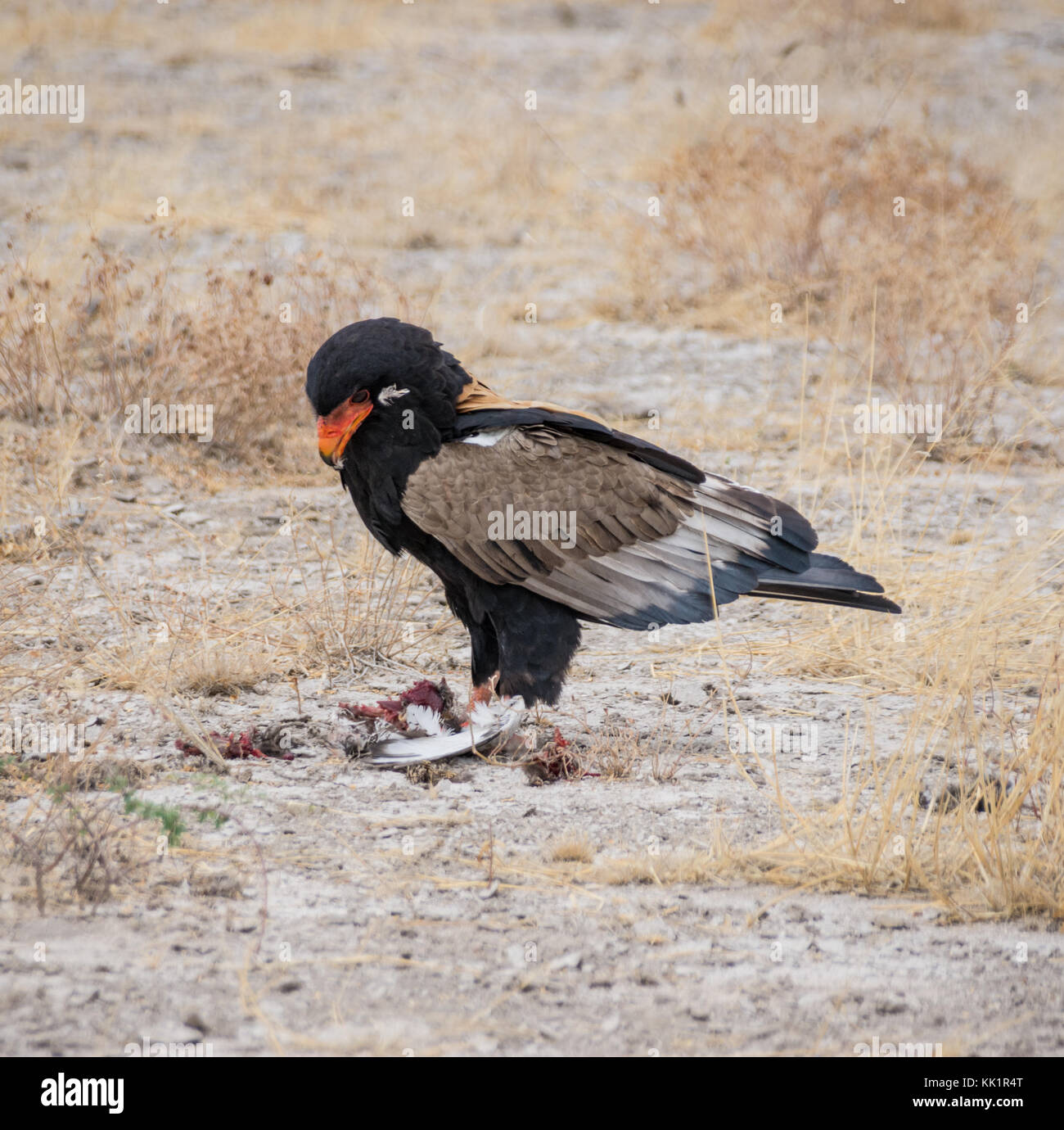 A Bateleur Eagle feeding on a bird that it has caught in Namibian ...