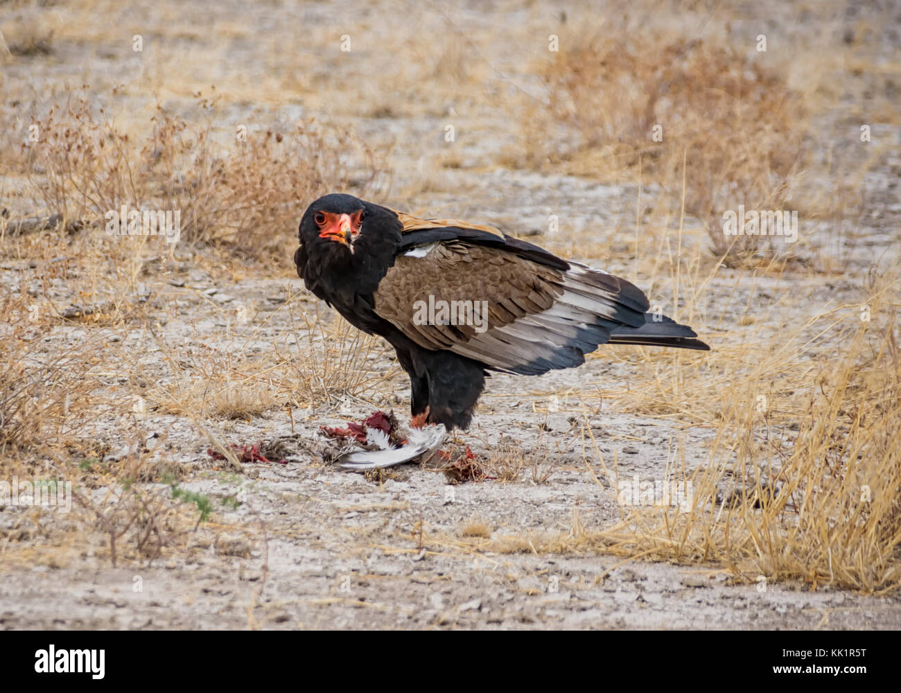 A Bateleur Eagle feeding on a bird that it has caught in Namibian ...