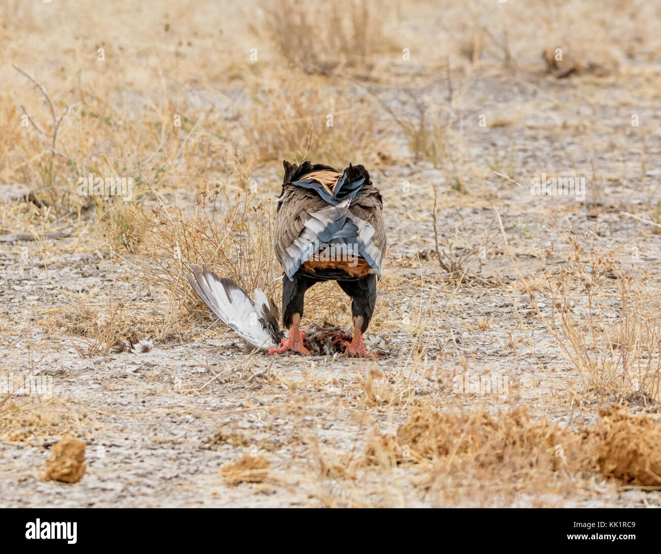 A Bateleur Eagle feeding on a bird that it has caught in Namibian ...