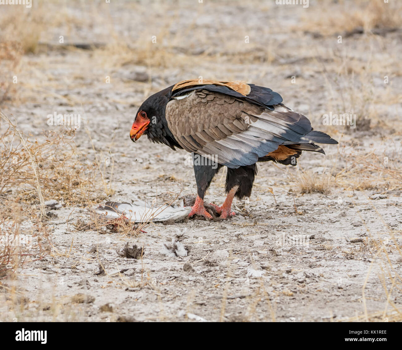 A Bateleur Eagle feeding on a bird that it has caught in Namibian ...
