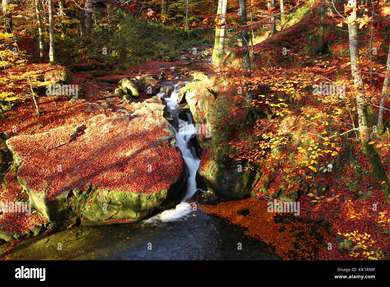 Waterfall on the creek in the autumn beech forest Stock Photo - Alamy