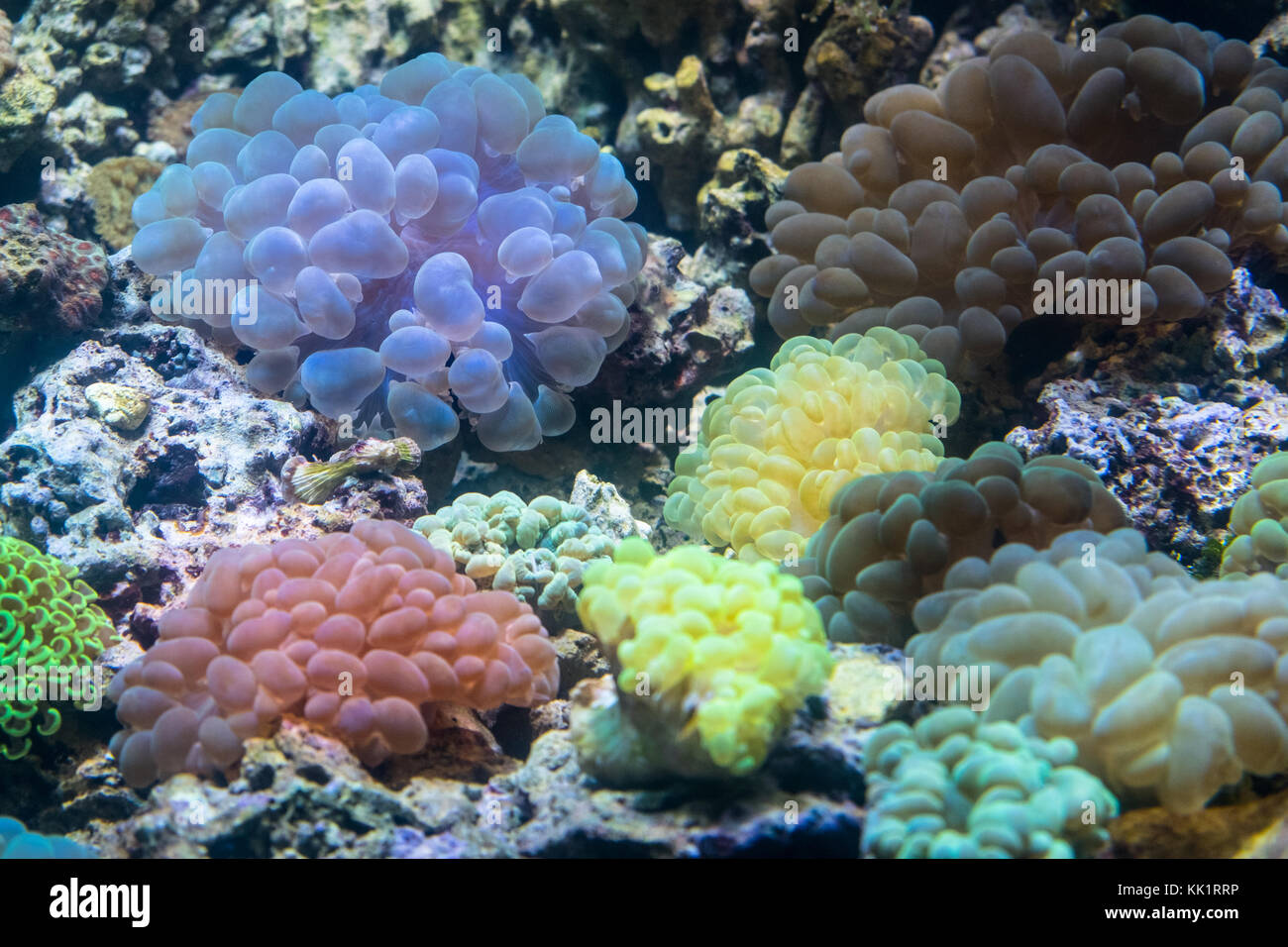 Neon organisms hi-res stock photography and images - Alamy