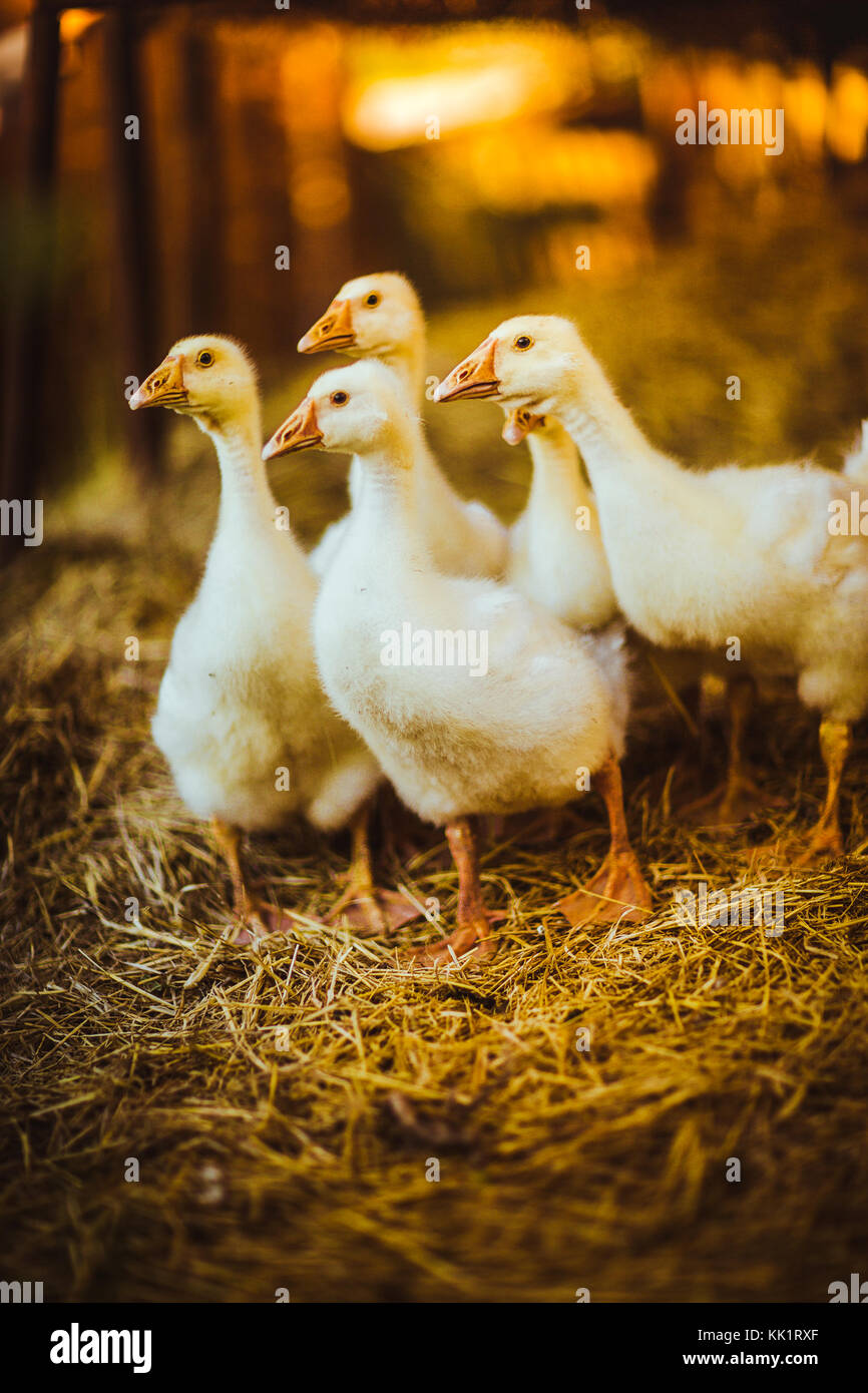 Five young goose together sit in the grass Stock Photo - Alamy