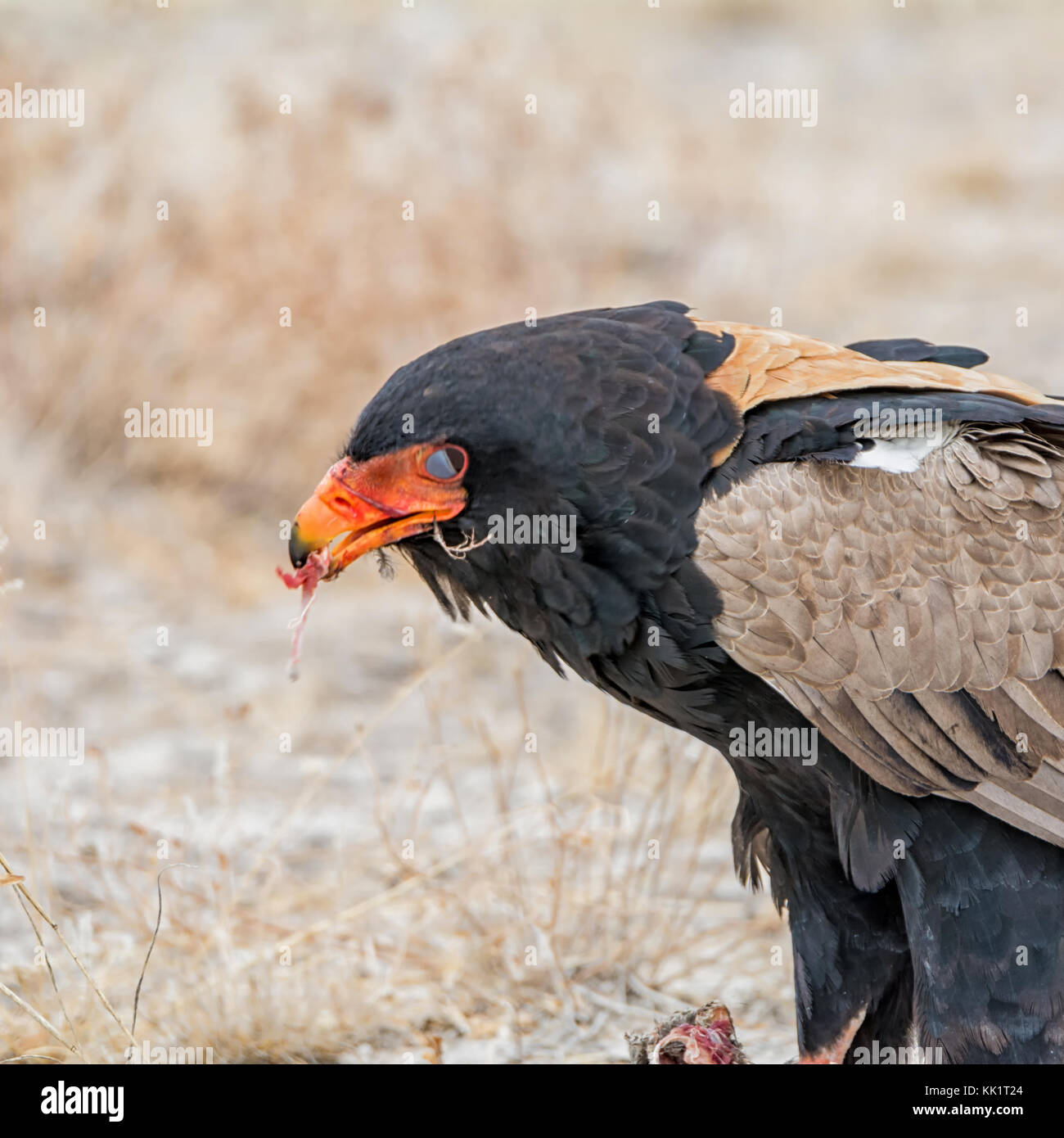 A Bateleur Eagle feeding on a bird that it has caught in Namibian ...
