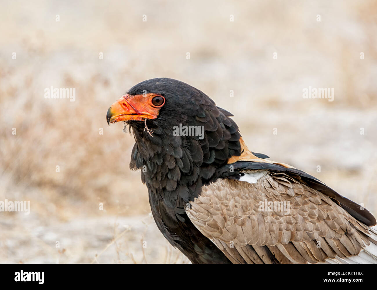 A Bateleur Eagle feeding on a bird that it has caught in Namibian ...