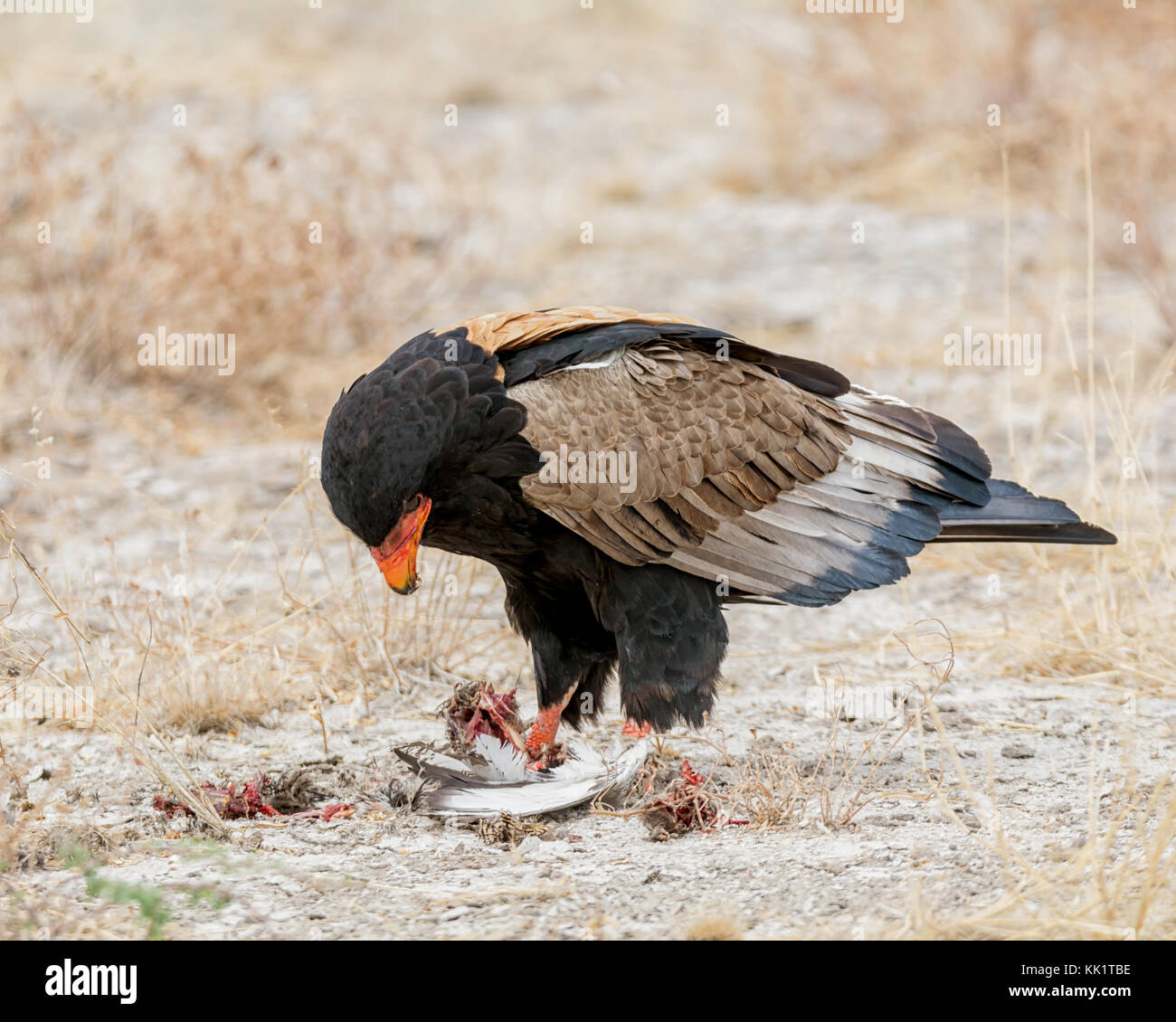 A Bateleur Eagle feeding on a bird that it has caught in Namibian ...