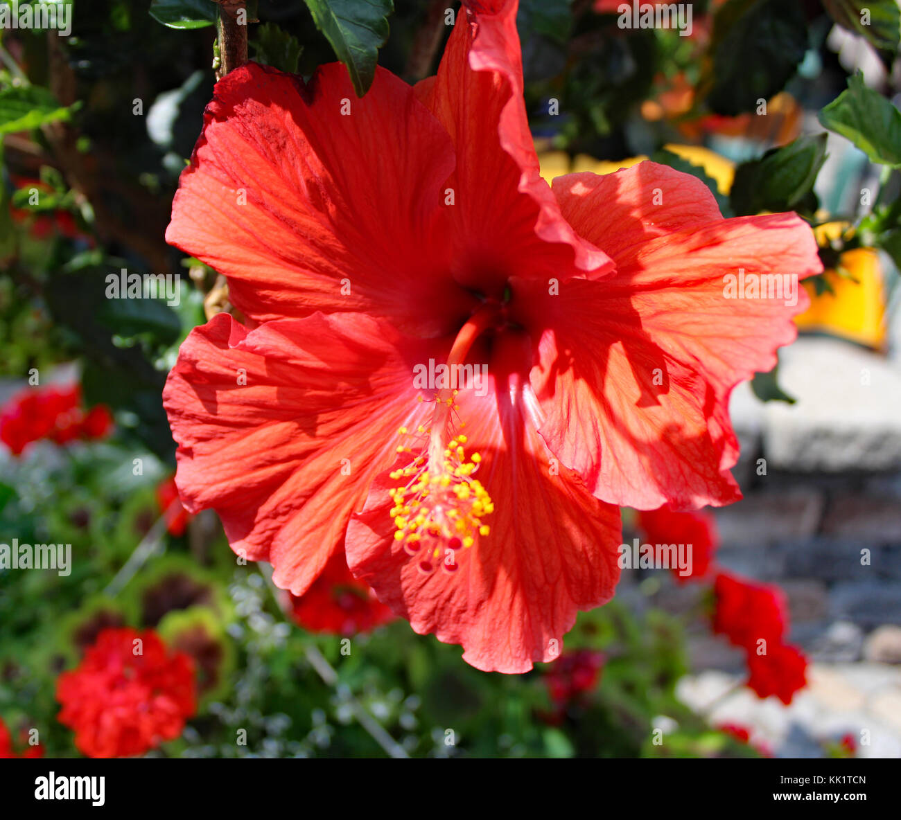 Hibiscus image hi-res stock photography and images - Alamy